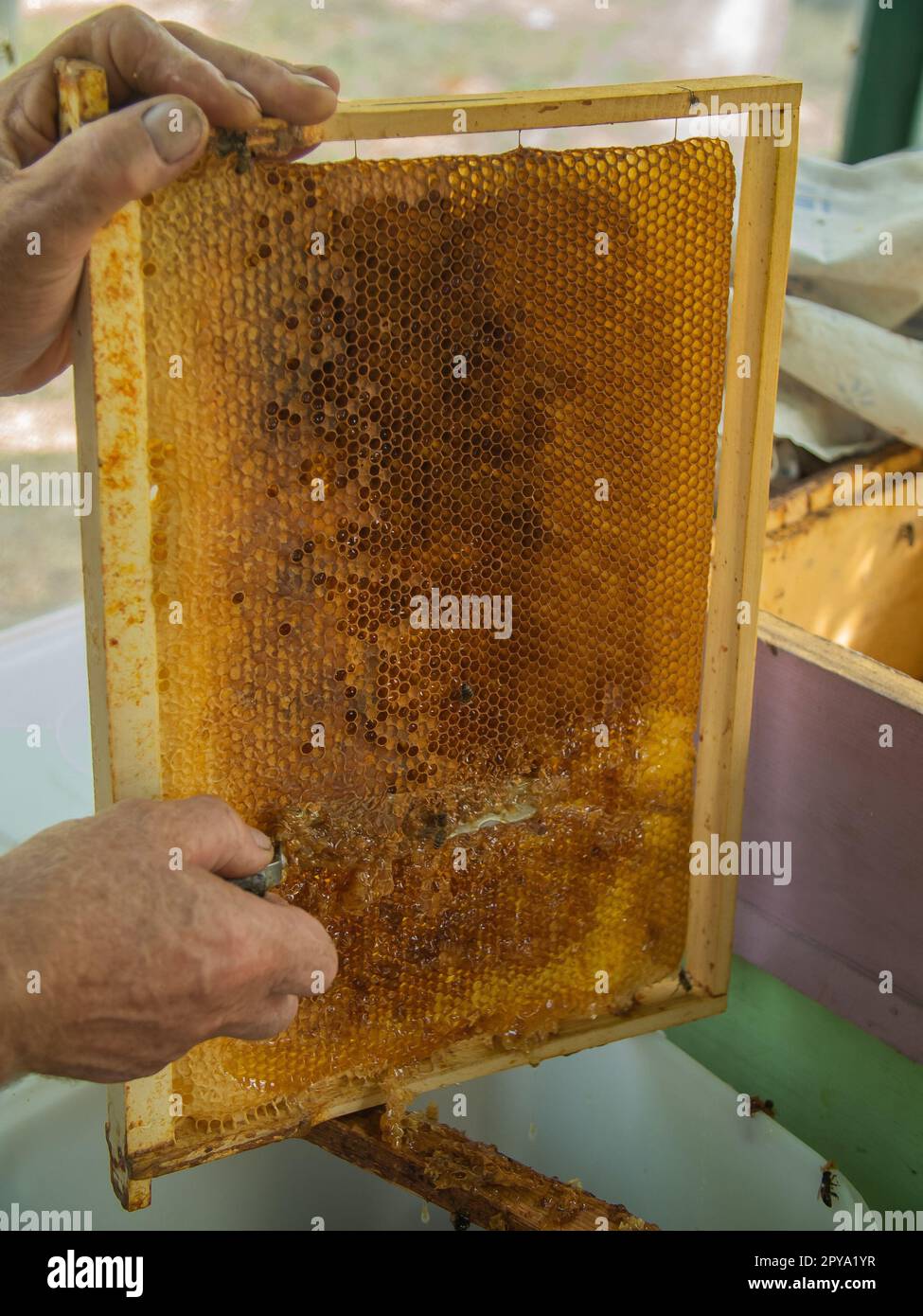 Extracting honey from honeycomb concept. Close up view of beekeeper ...