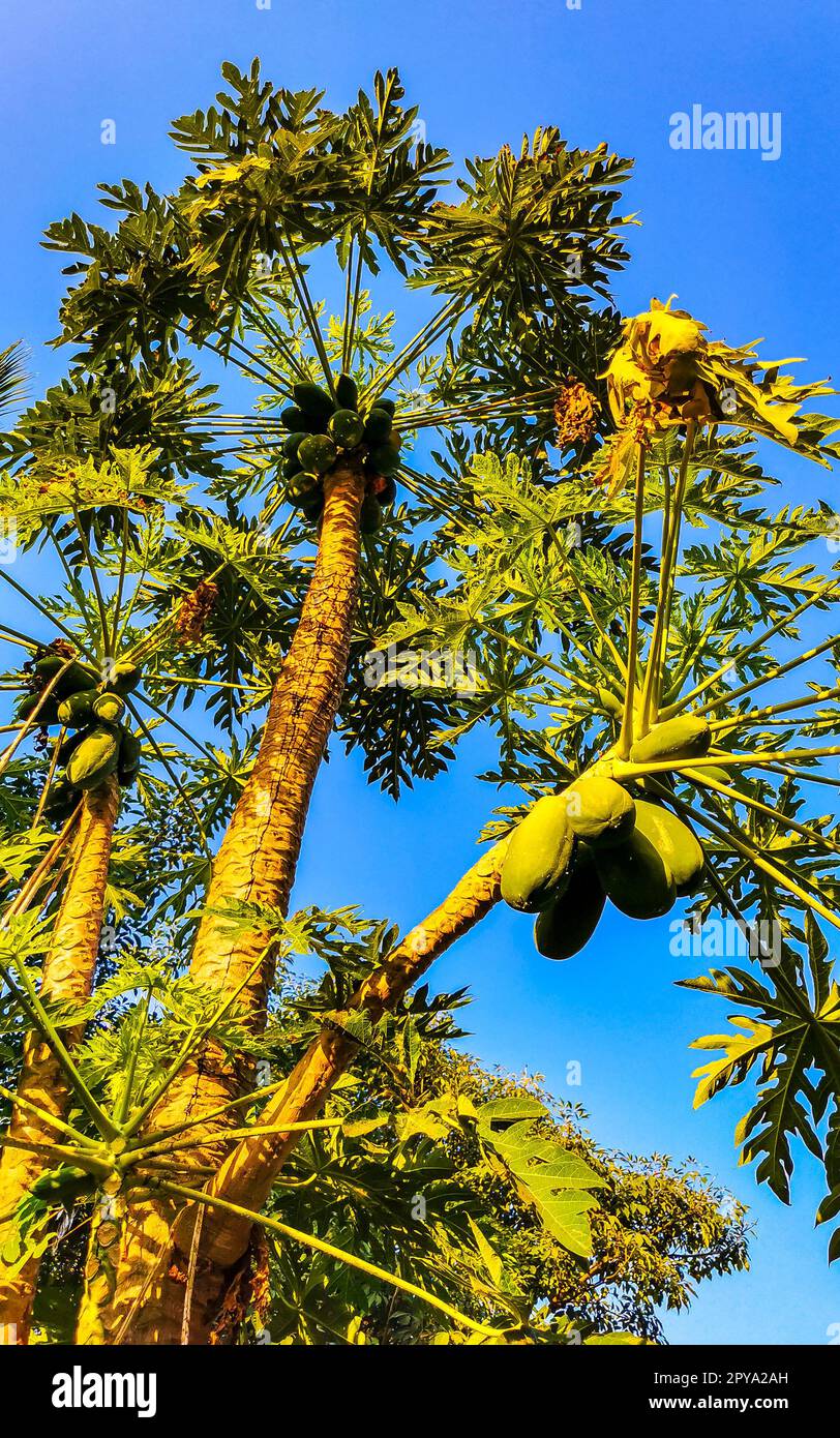 Beautiful papaya tree in tropical nature in Puerto Escondido Mexico ...
