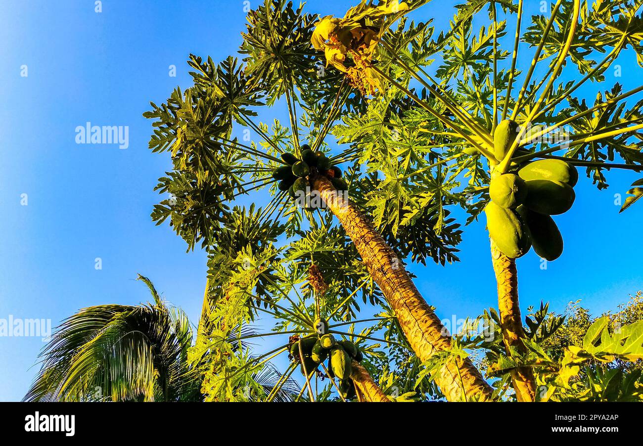 Beautiful papaya tree in tropical nature in Puerto Escondido Mexico ...