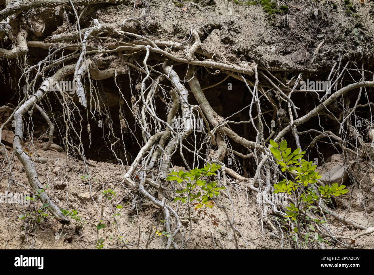 Picture of a tree of a forest in the romanian mountains, uprooted, with ...
