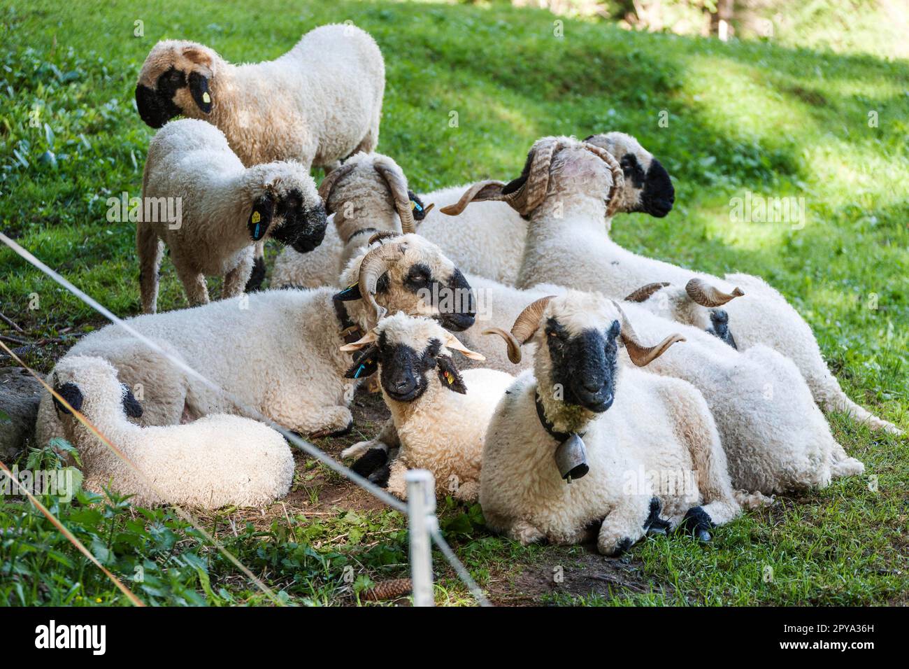 Valais black-nosed domestic sheep (Ovis aries), Oetztal, Austria Stock ...
