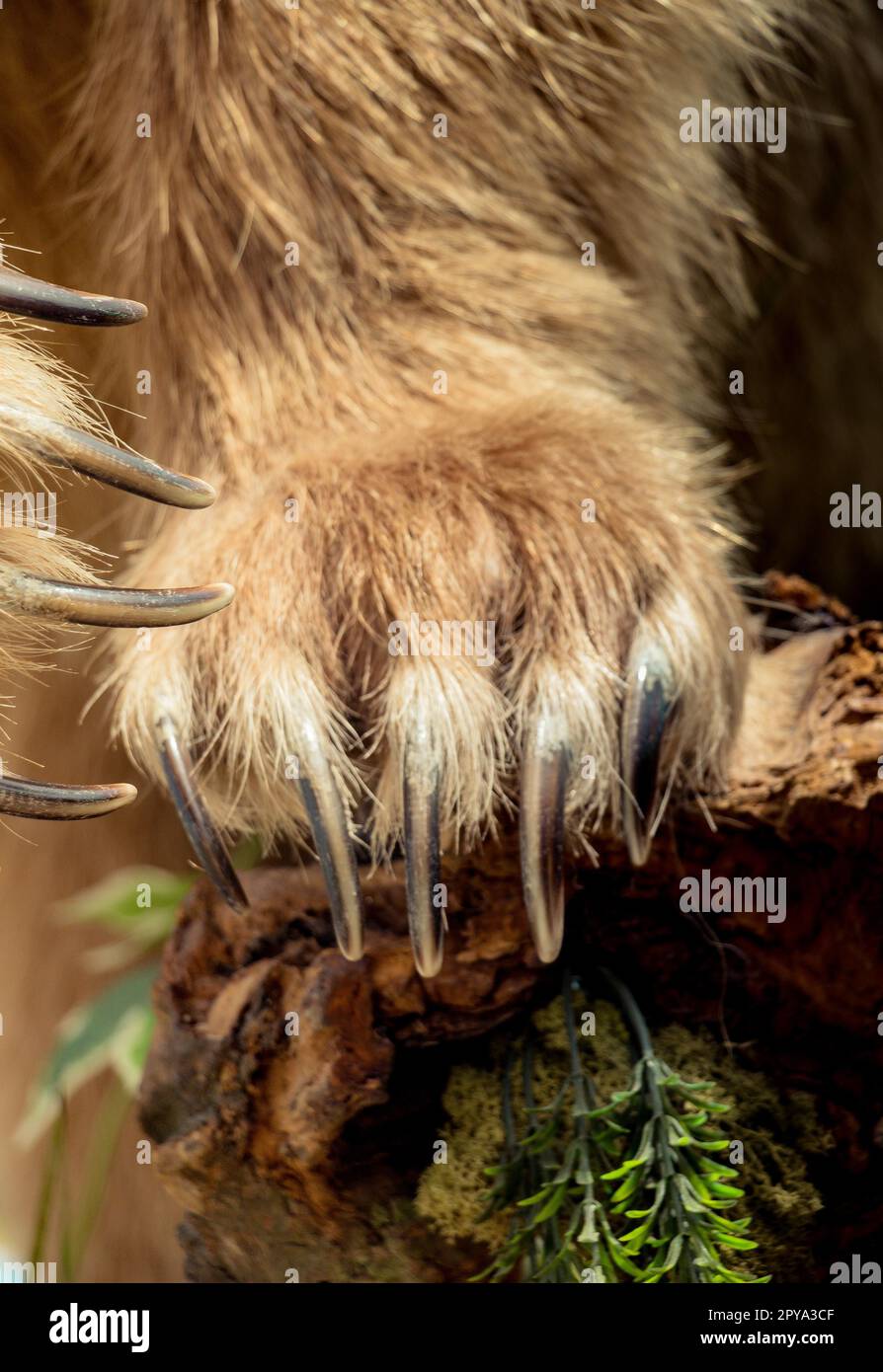 Brown Bear Paw With sharp Claws in view Stock Photo - Alamy