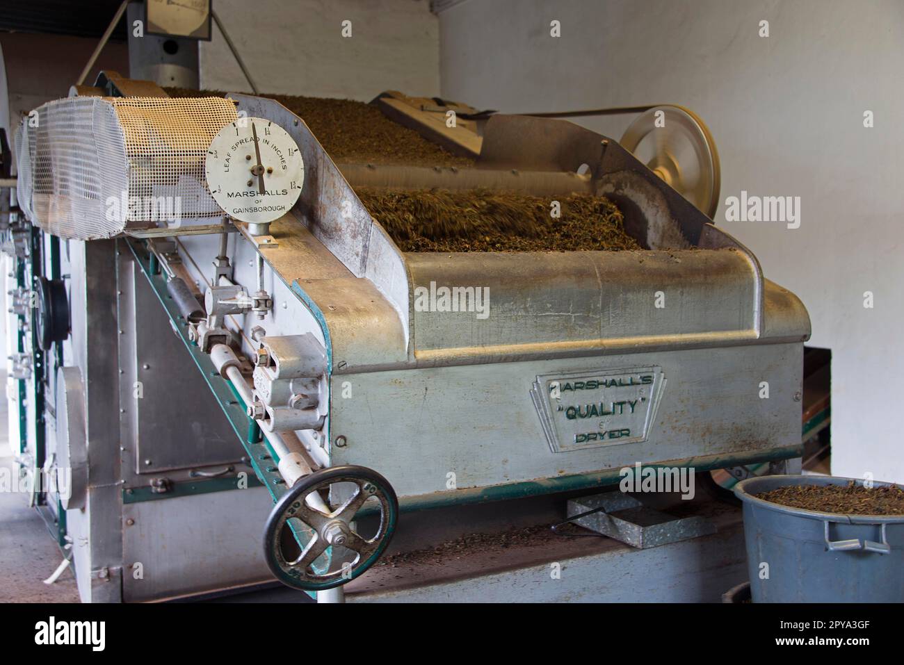 Tea Factory, Cha Gorreana, Maia, Sao Miguel, Azores, Portugal Stock ...