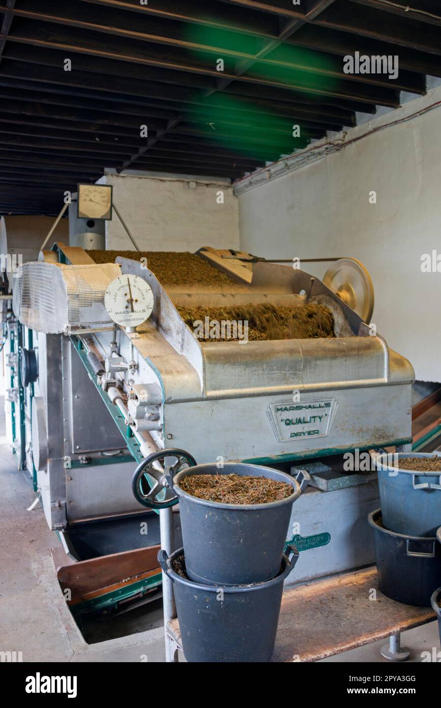 Gorreana tea factory azores hi-res stock photography and images - Alamy