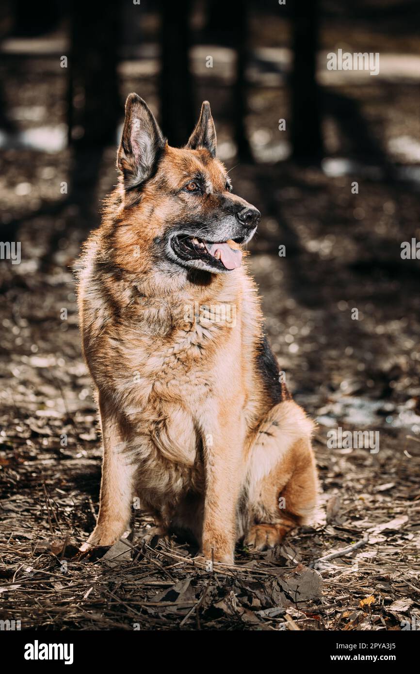 Happy Pets Wolves
