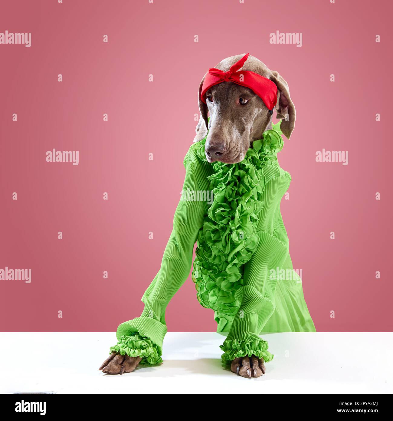 Cute Weimaraner portrait wearing elegant accessories over pink studio ...