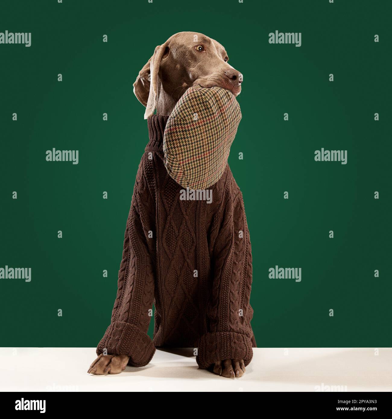 Portait of clever dog Weimaraner wearing sweater holding owner's hat in ...
