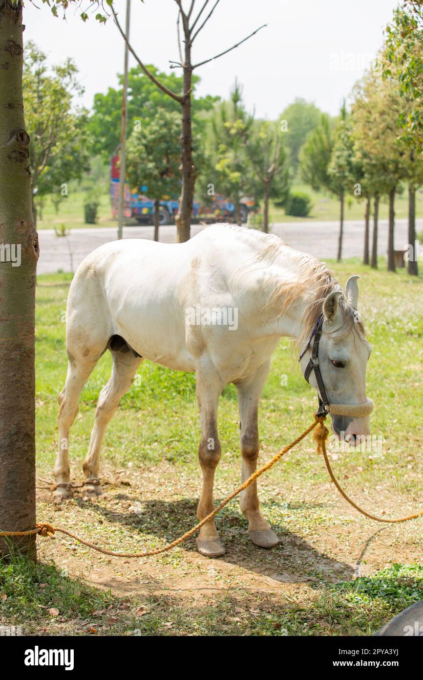 Horse conformation shot of white full body and all four legs visible ...