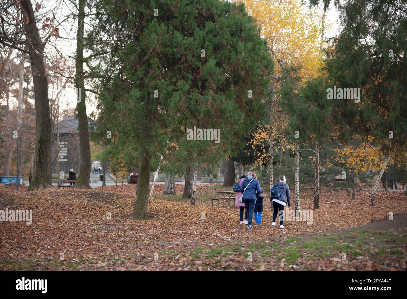 Picture of the alley of the city park of Pancevo, in serbia, surrounded ...