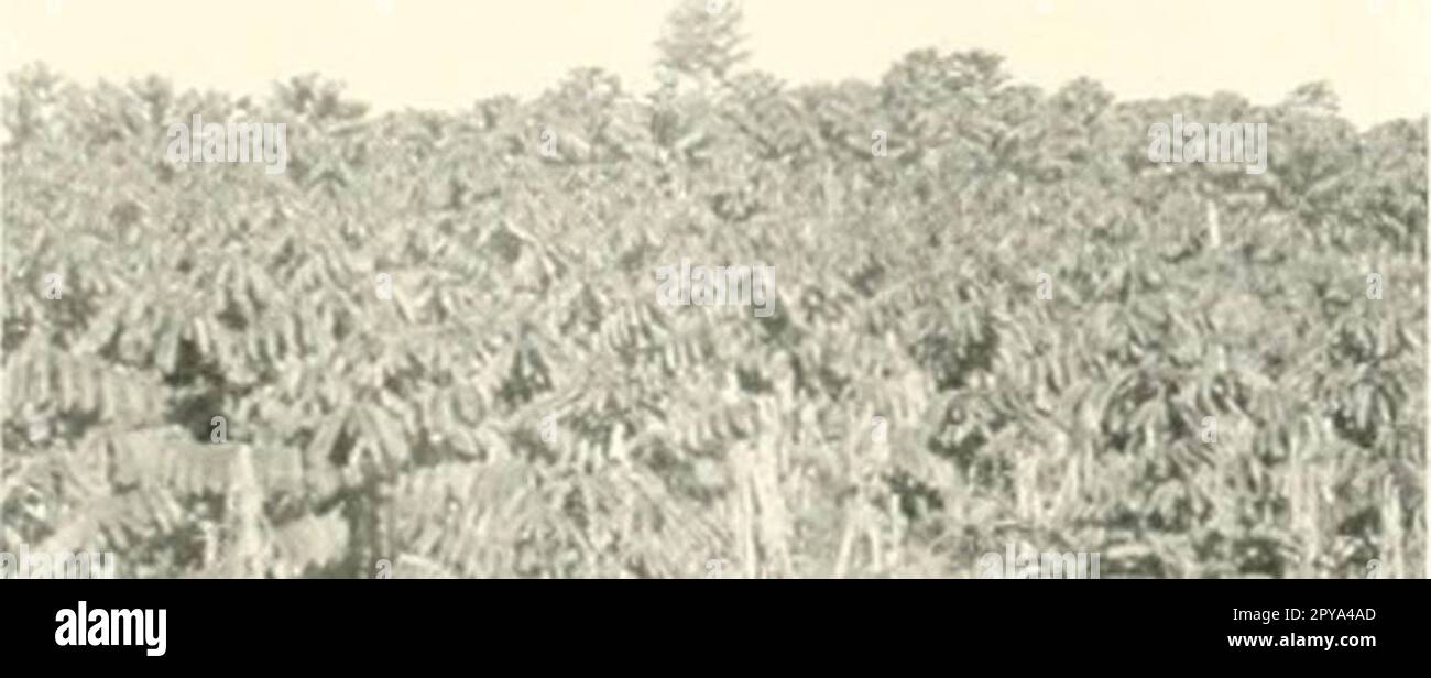 "India rubber world" (1899 Stock Photo - Alamy