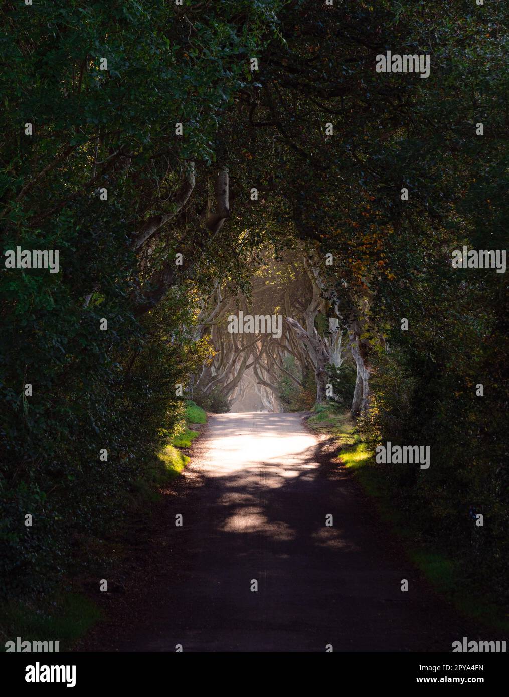 The Dark Hedges in Northern Ireland and the roadway leading through the ...