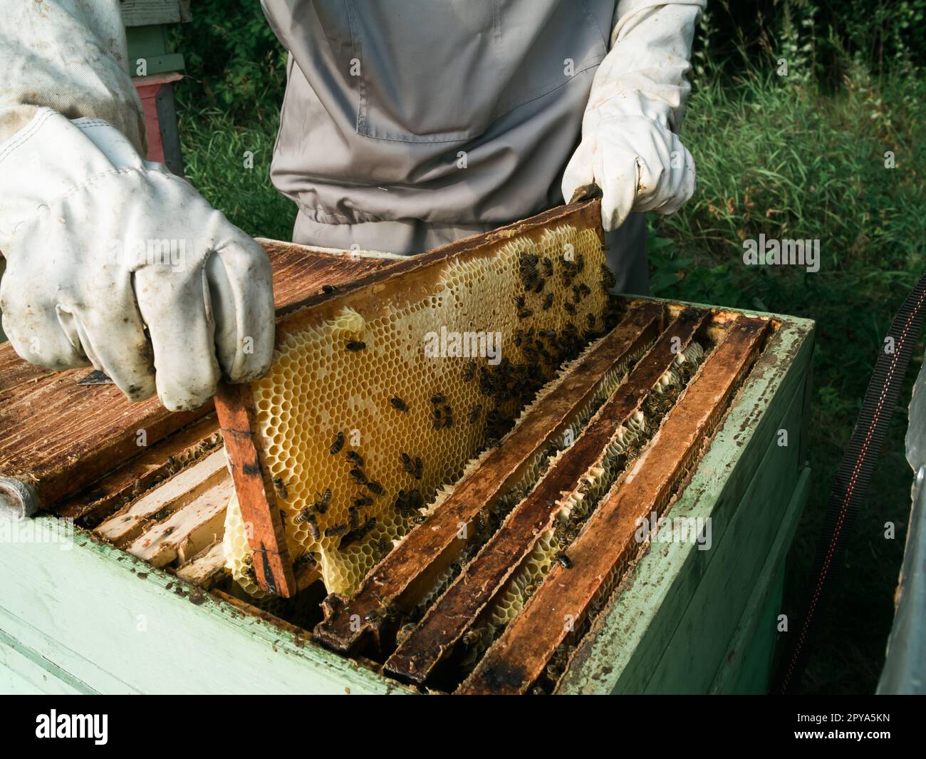 Male beekeeper working in his apiary on a bee farm, beekeeping concept ...