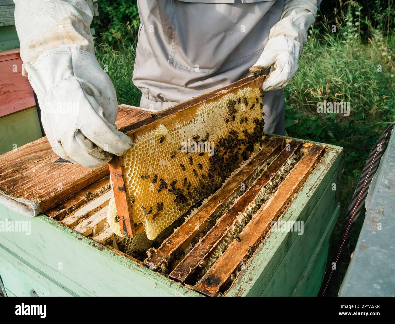 Beekeeper removing honeycomb from beehive. Person in beekeeper suit taking honey from hive ...