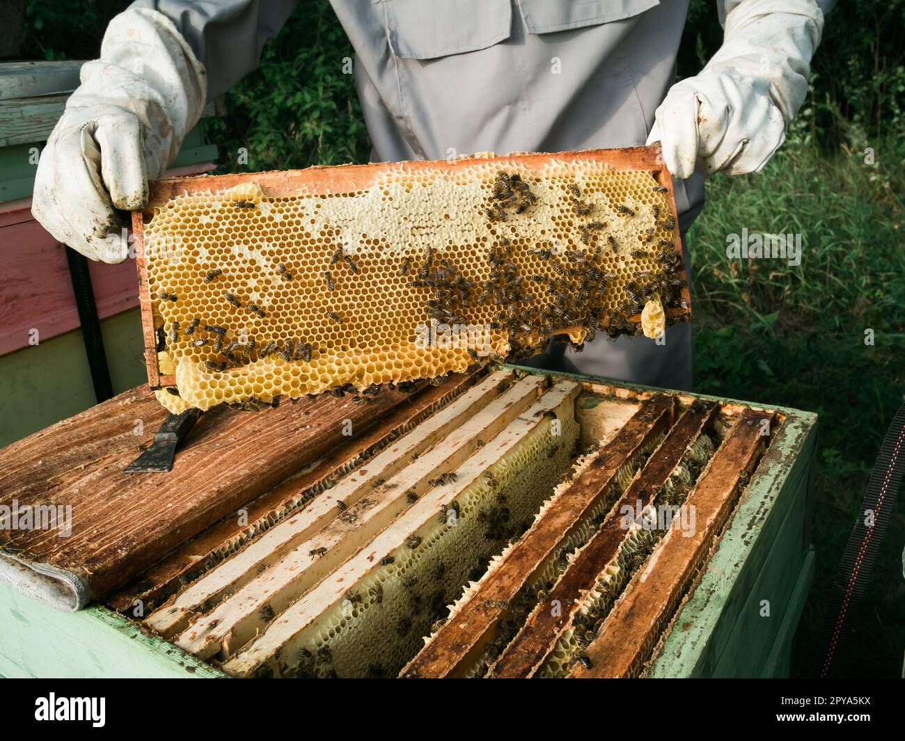 Beekeeper removing honeycomb from beehive. Person in beekeeper suit ...