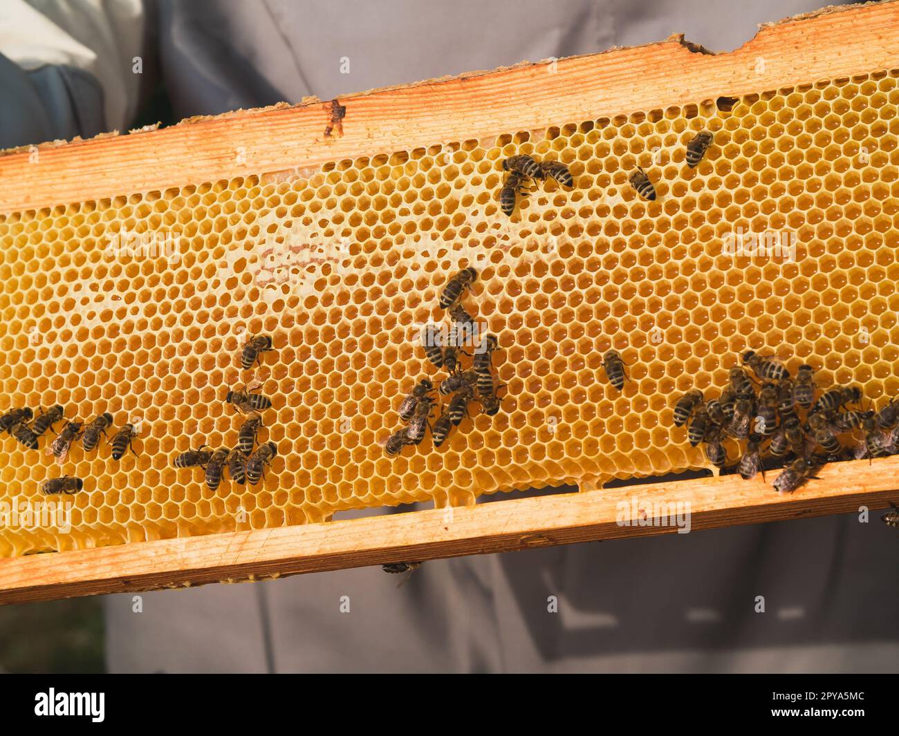 Bee honeycombs with honey and bees. Apiculture close up Stock Photo - Alamy