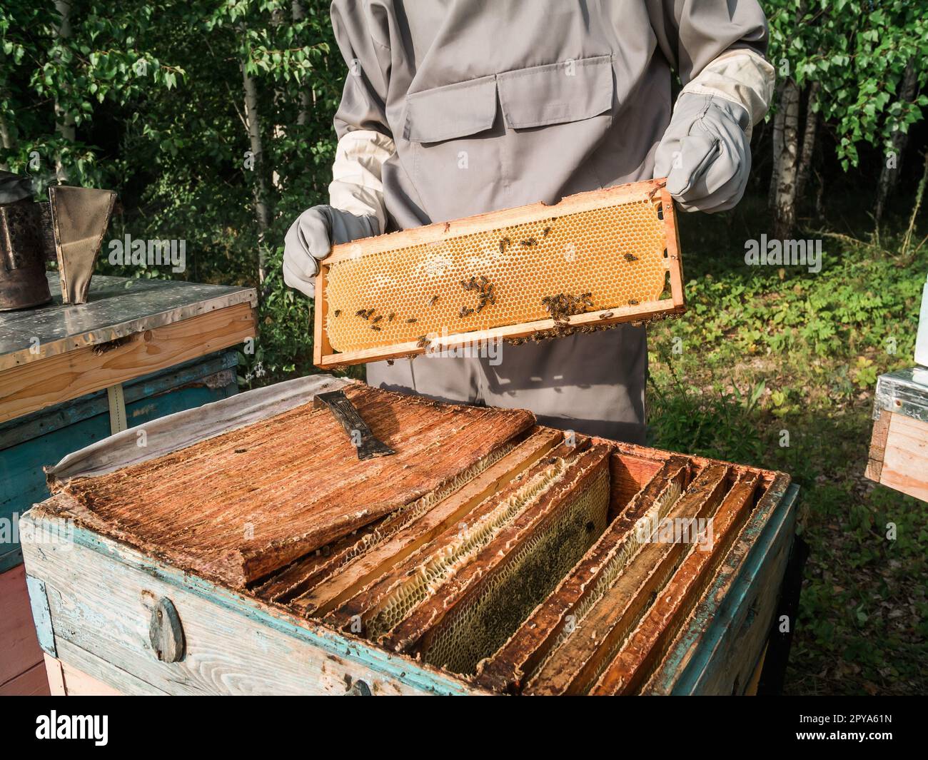 Male beekeeper working in his apiary on a bee farm, beekeeping concept ...