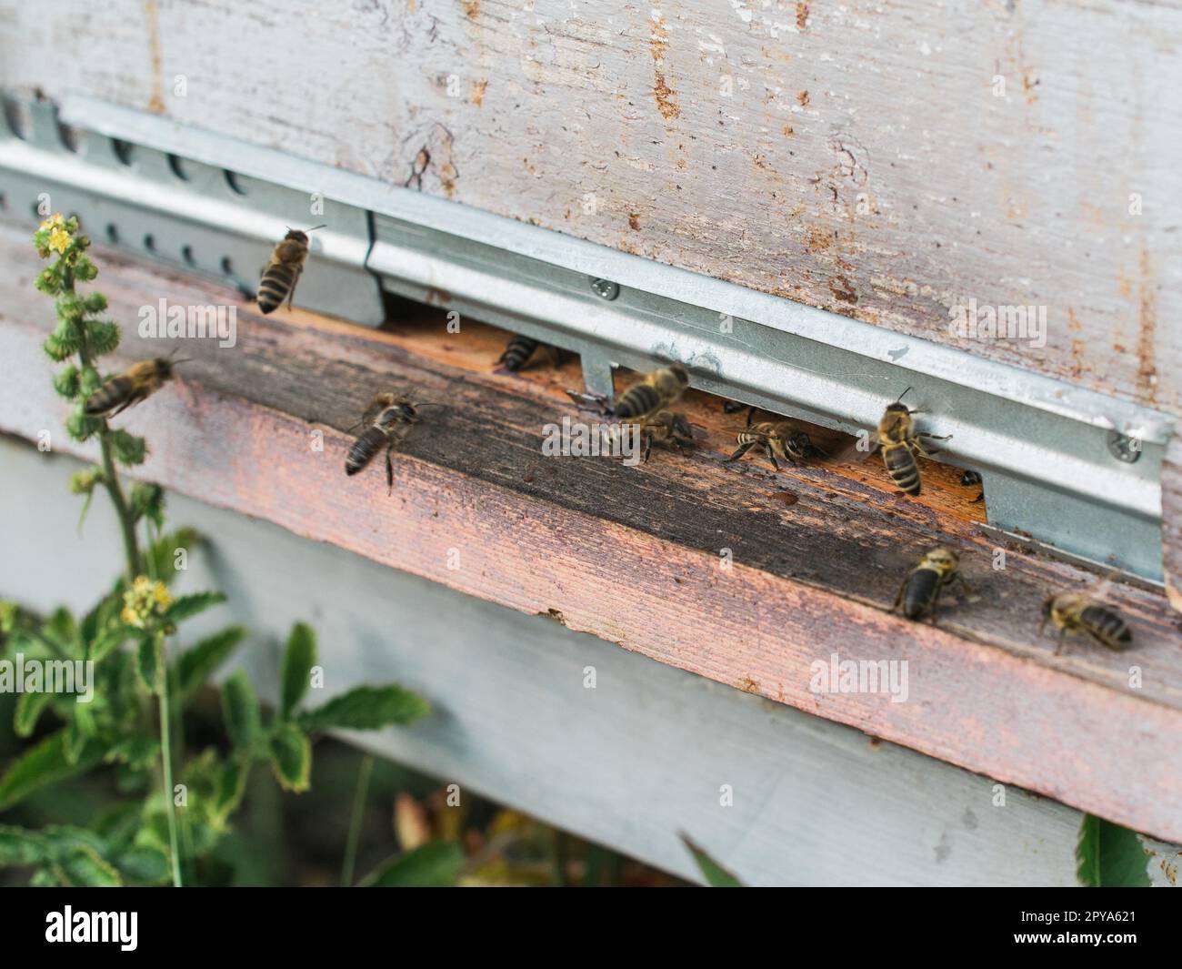 Closeup shot of honey bees coming out of its hive - beekeeping concept ...