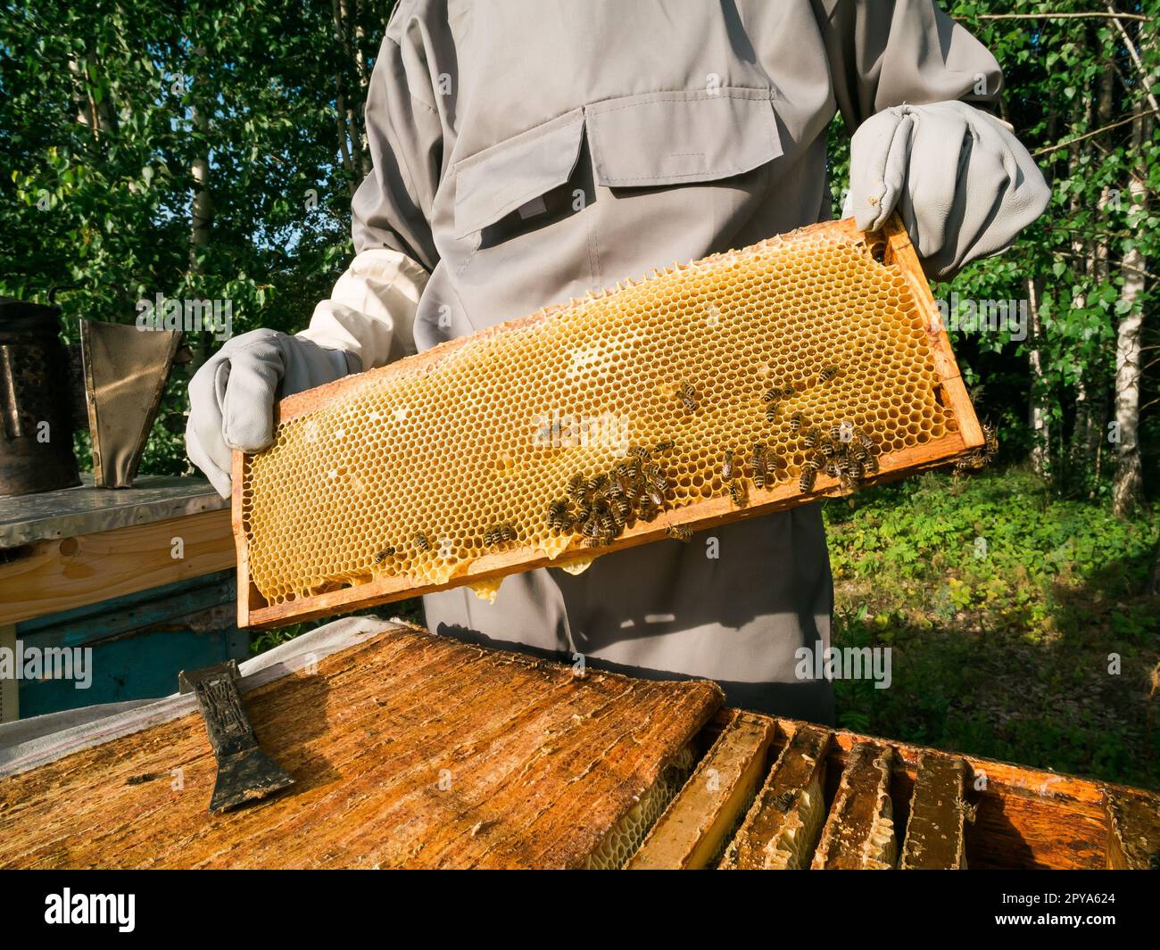 Male beekeeper working in his apiary on a bee farm, beekeeping concept ...