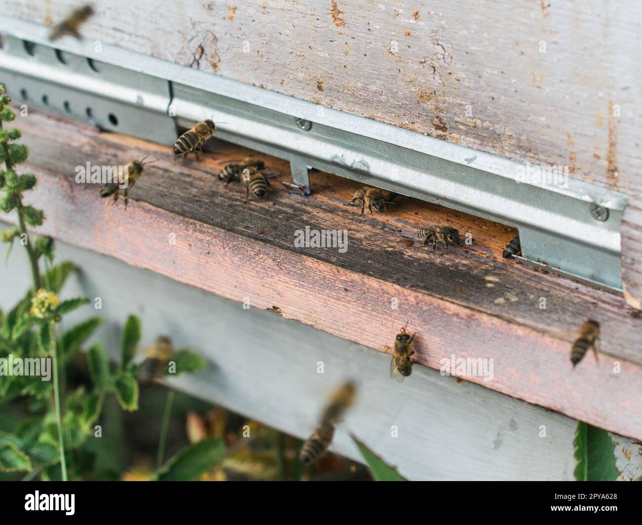 Honey bees at coming and going at the hive Stock Photo - Alamy