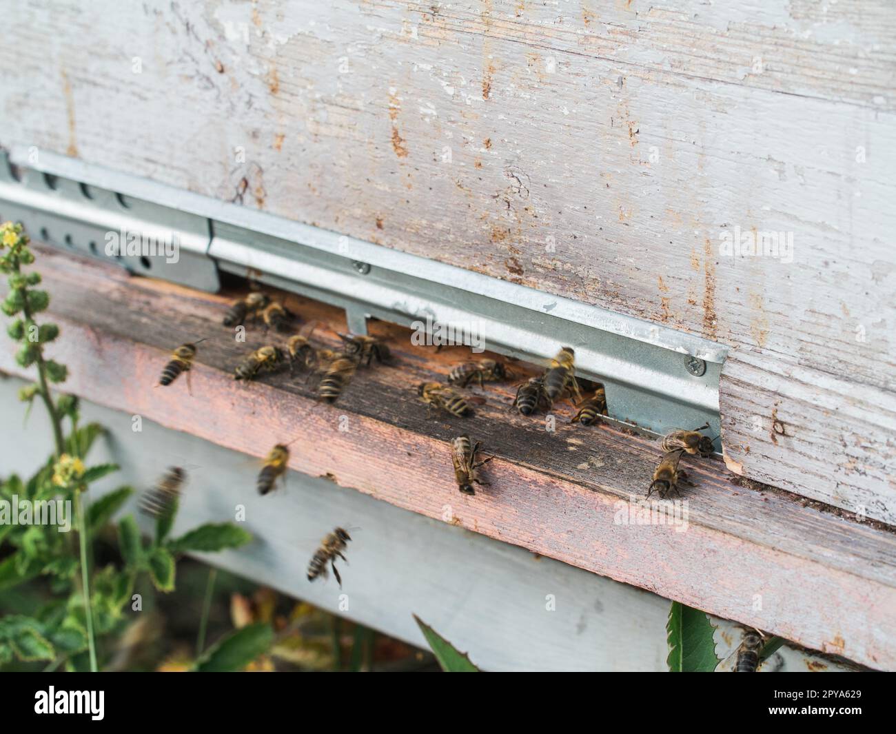 Closeup shot of honey bees coming out of its hive - beekeeping concept ...