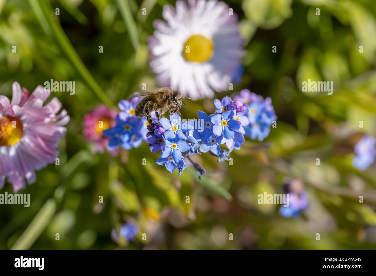 Bee while collecting pollen and flowers. Forget-me-nots and daisy. Day ...
