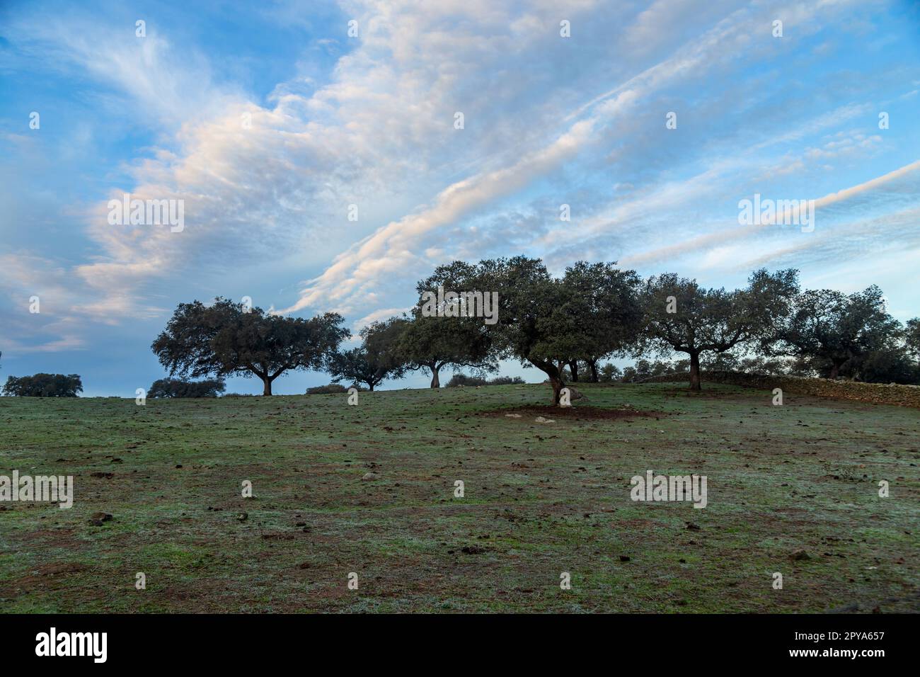 Cork oak trees (Quercus suber) in the morning, Extremadura, Spain ...