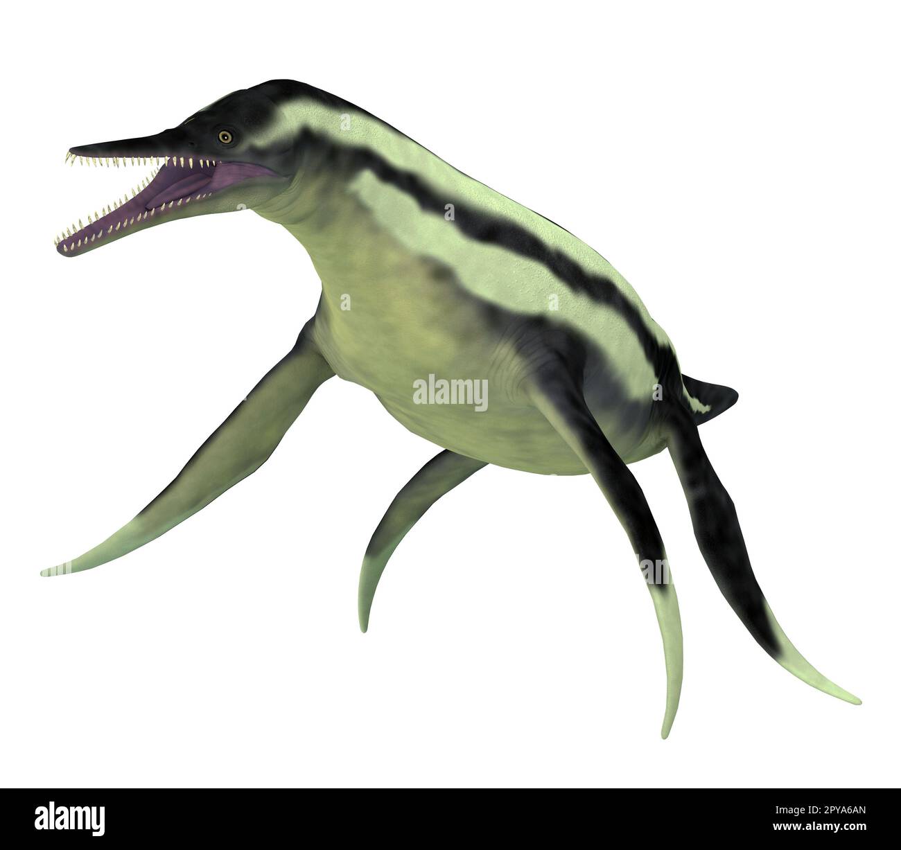 Dolichorhynchops was a carnivorous marine reptile that lived in the ...