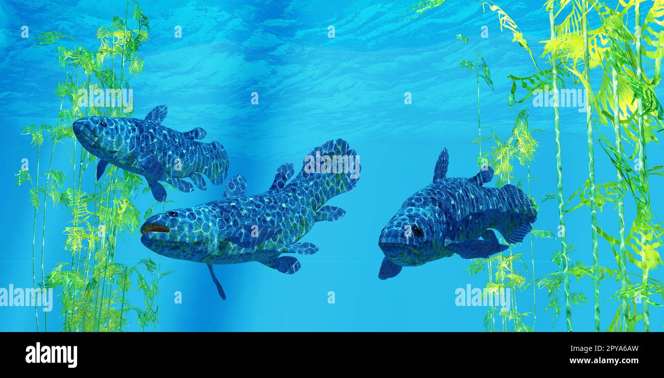 Prehistoric coelacanth fish hi-res stock photography and images - Alamy