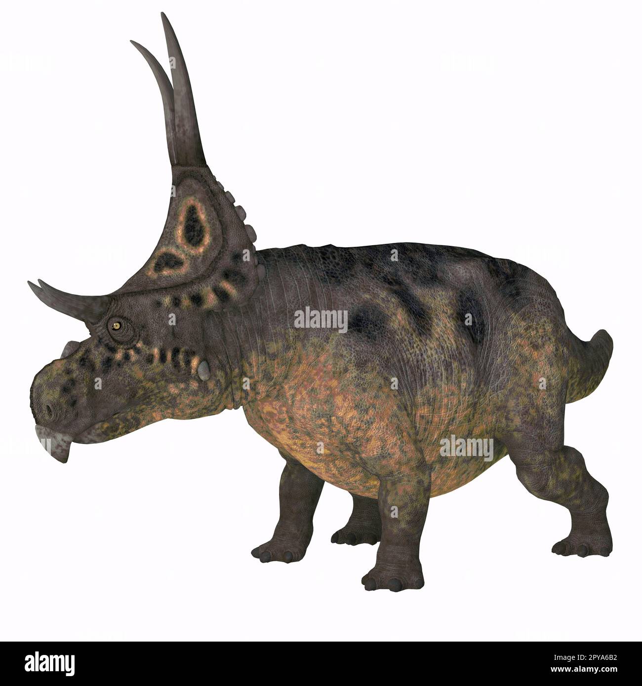 Diabloceratops was a horned herbivorous dinosaur that lived in Utah ...