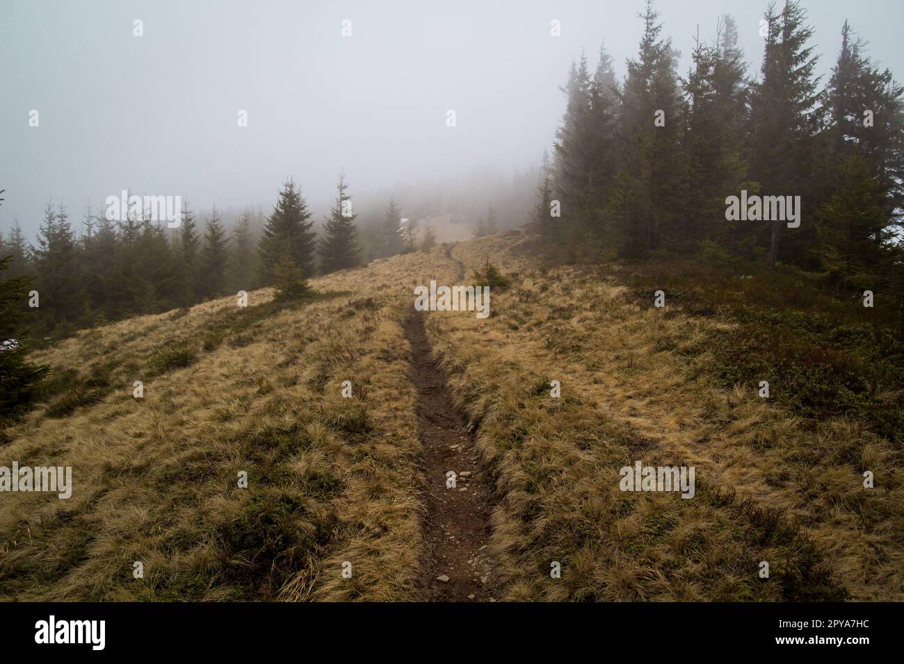 Trekking path through spruce forest landscape photo Stock Photo - Alamy