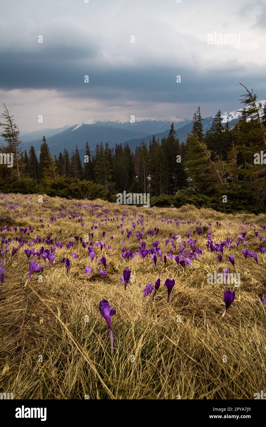 Flowering crocus field beside fir trees landscape photo Stock Photo - Alamy