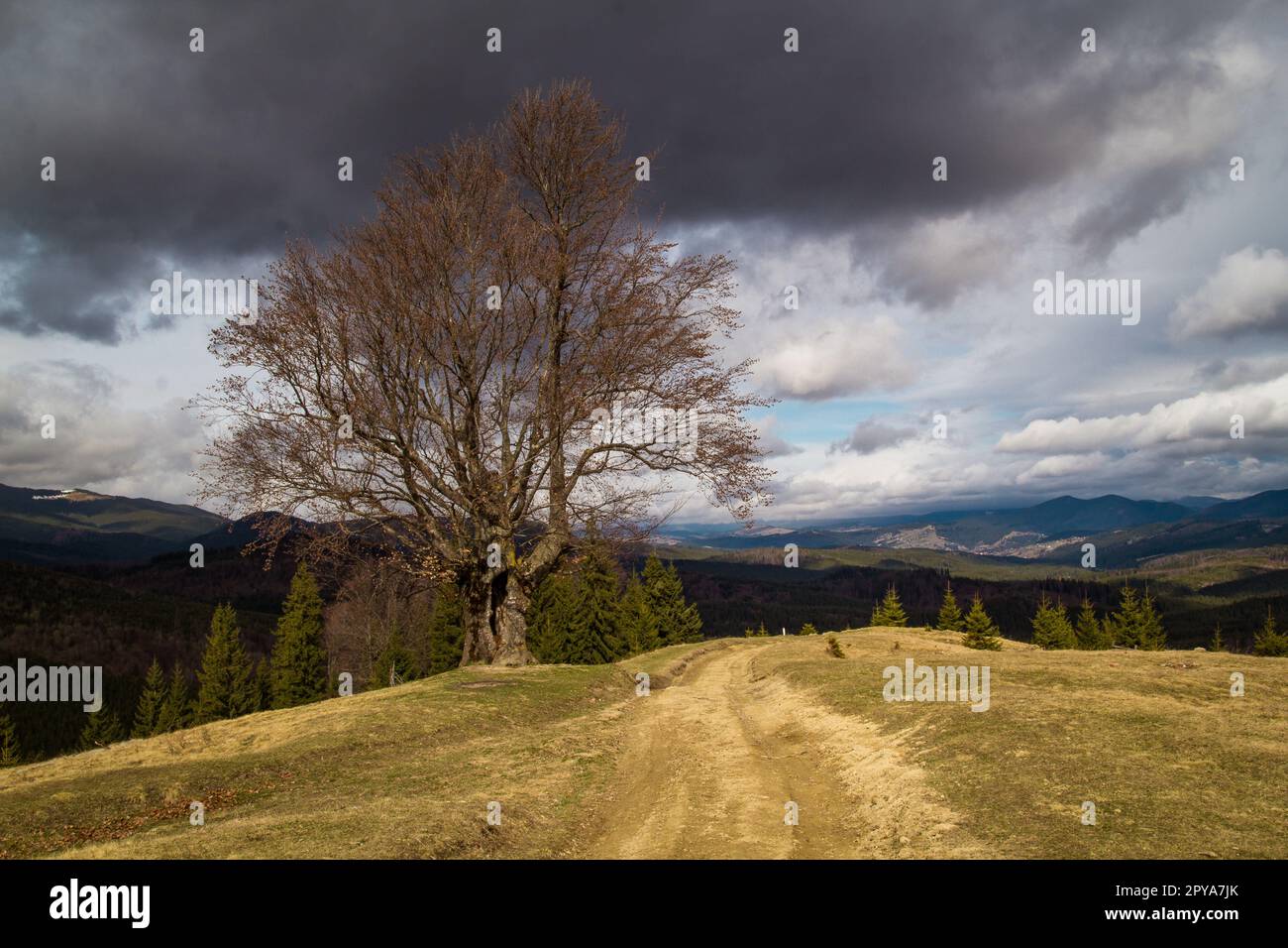 Muddy grass slope with overgrown tree landscape photo Stock Photo - Alamy