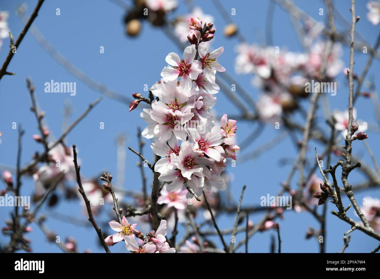 Almond blossoms on almond tree at the Costa Blanca, province of ...