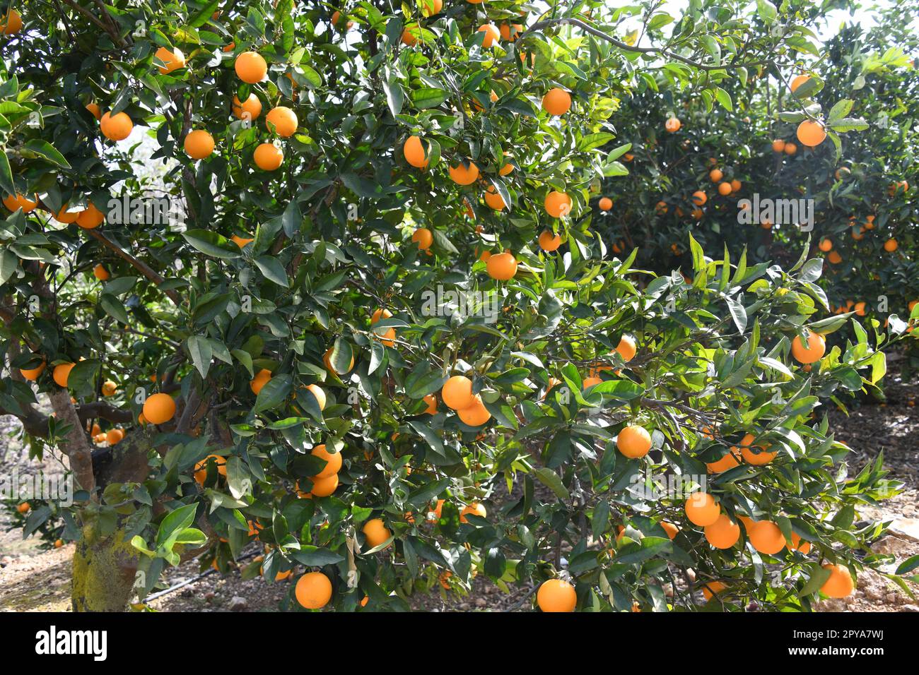Oranges on the orange tree in the province of Alicante, Costa Blanca ...