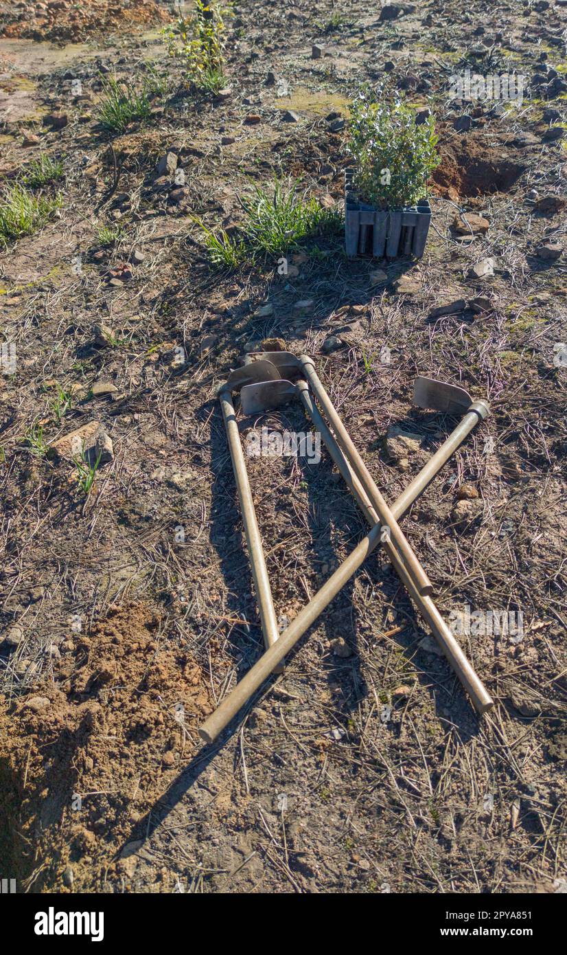 Ash sapling hi-res stock photography and images - Alamy