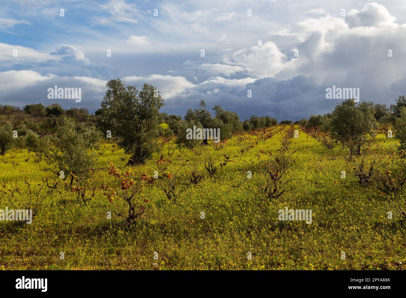 Agriculture fields olive trees hi-res stock photography and images - Alamy