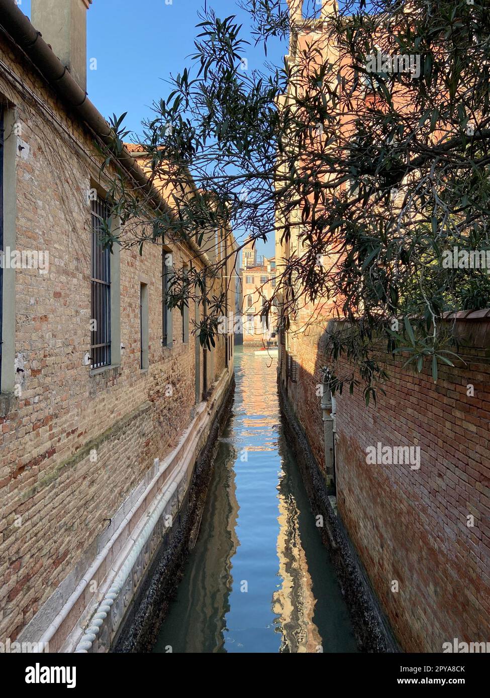 olive tree branches over narrow canal in Venice Stock Photo - Alamy