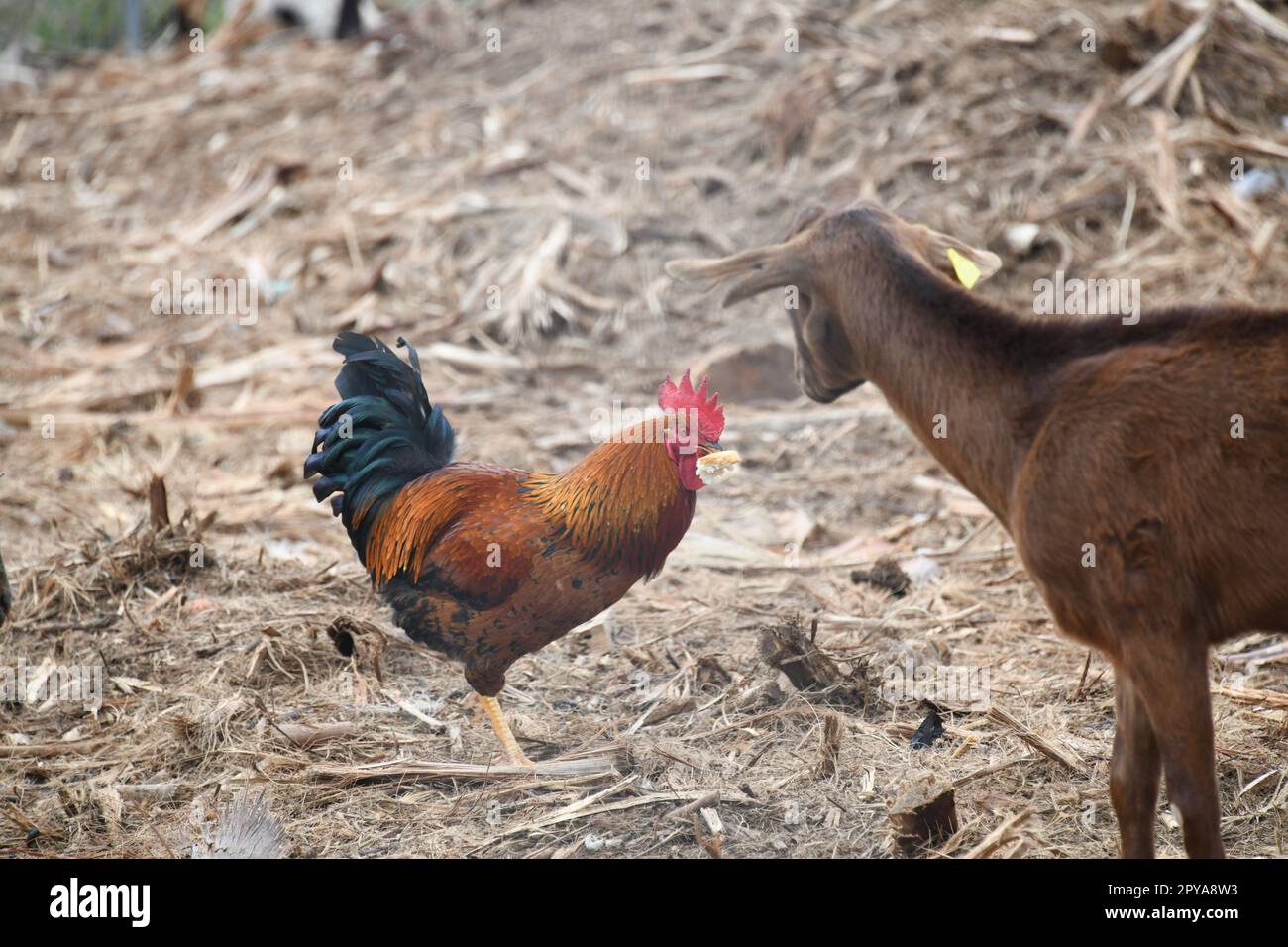 Goats and chickens farm, Alicante province, Costa Blanca, Spain Stock ...