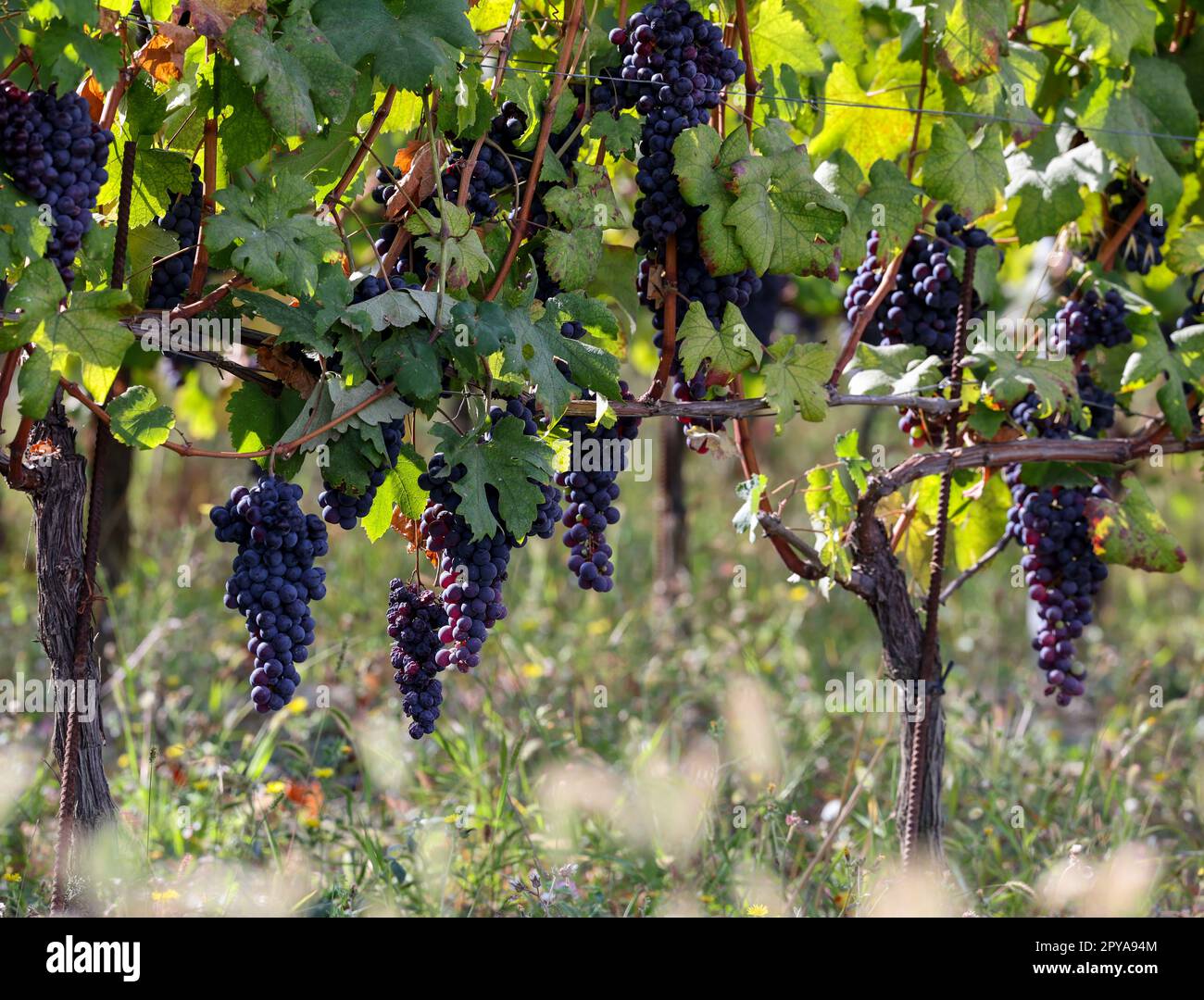 Beautiful bunch of black nebbiolo grapes with green leaves Stock Photo ...