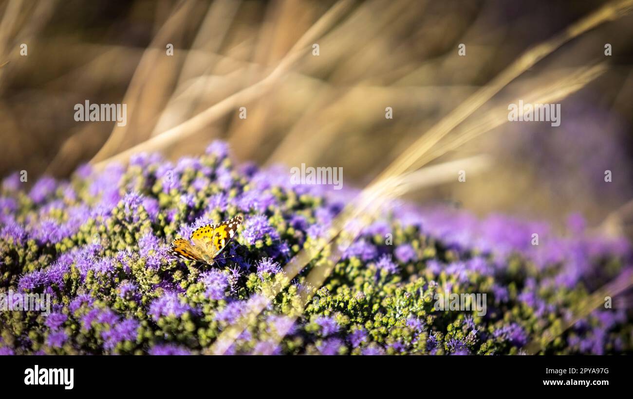 Purple flower crete greece hi-res stock photography and images - Alamy