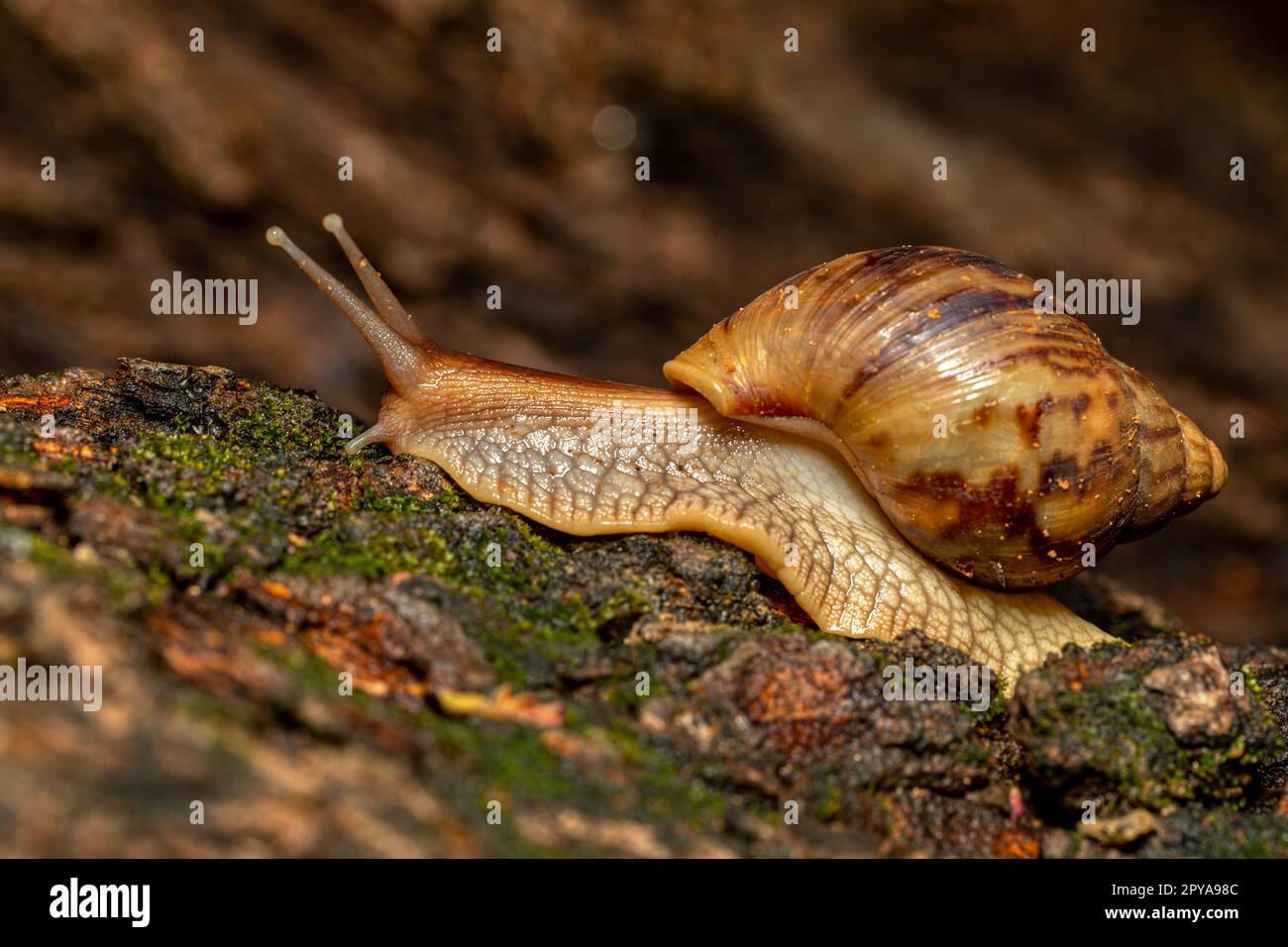 Giant African Land Snail Achatina Fulica Tsingy De Bemaraha
