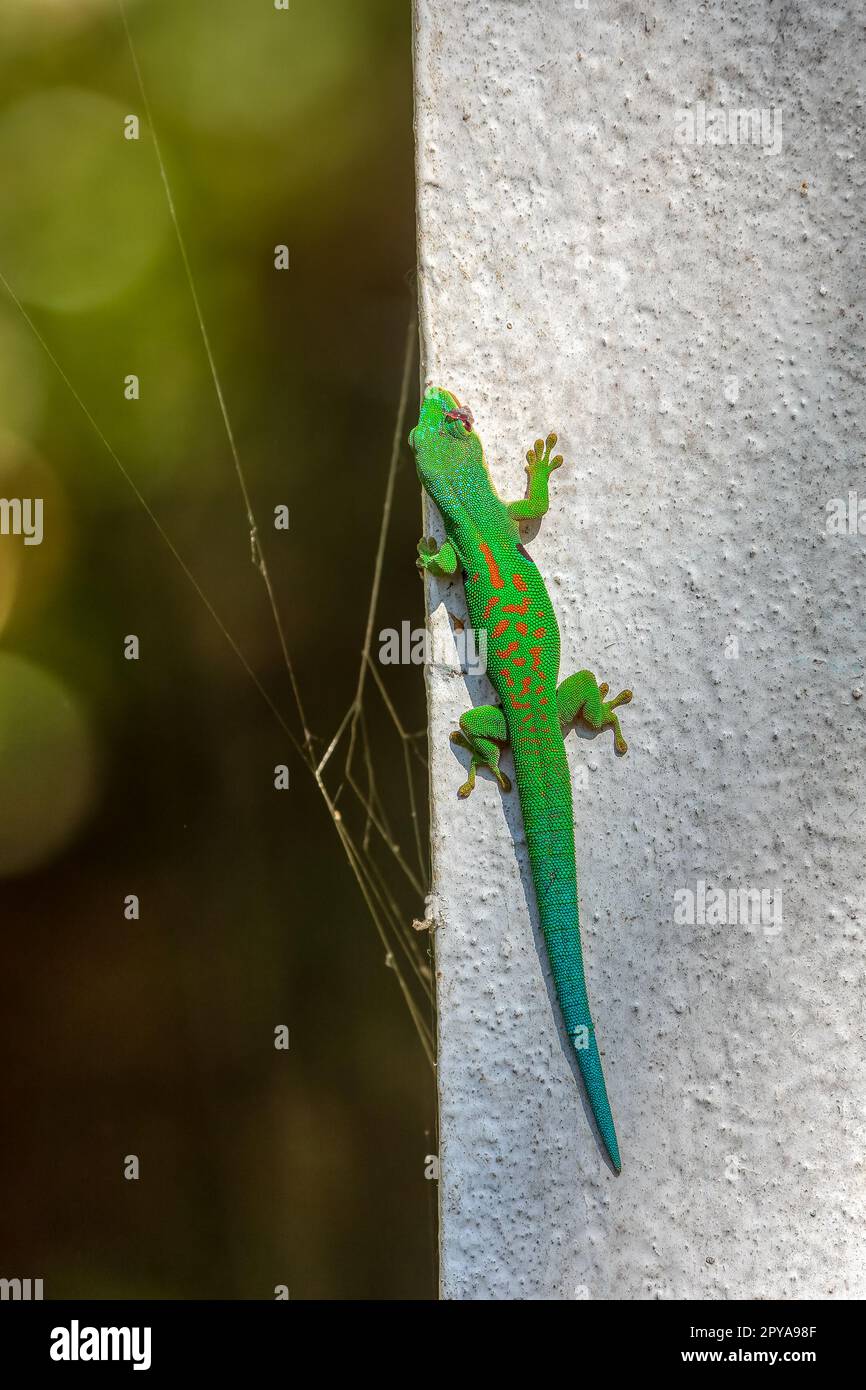 Peacock Day Gecko, Phelsuma quadriocellata, Ranomafana National Park ...