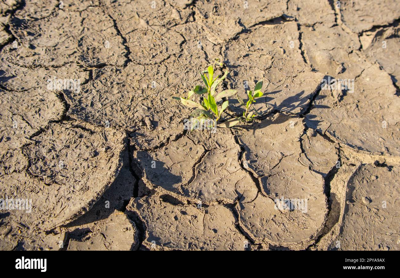 Plant in dry cracked mud, Background of dry cracked earth, dried earth ...
