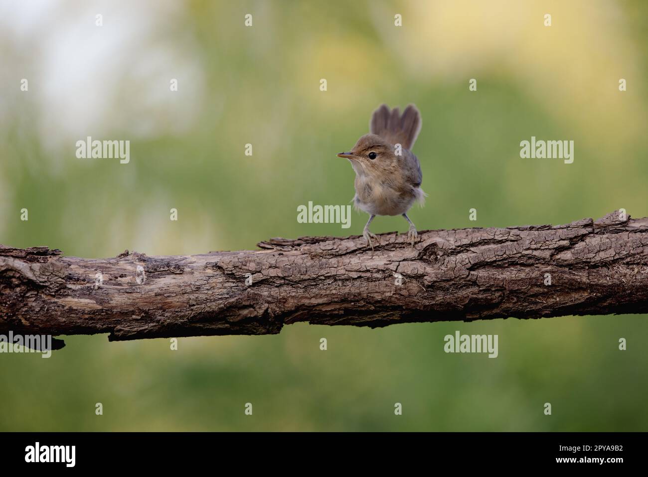 Great reed warbler, Acrocephalus arundinaceus. a beautiful bird on a ...
