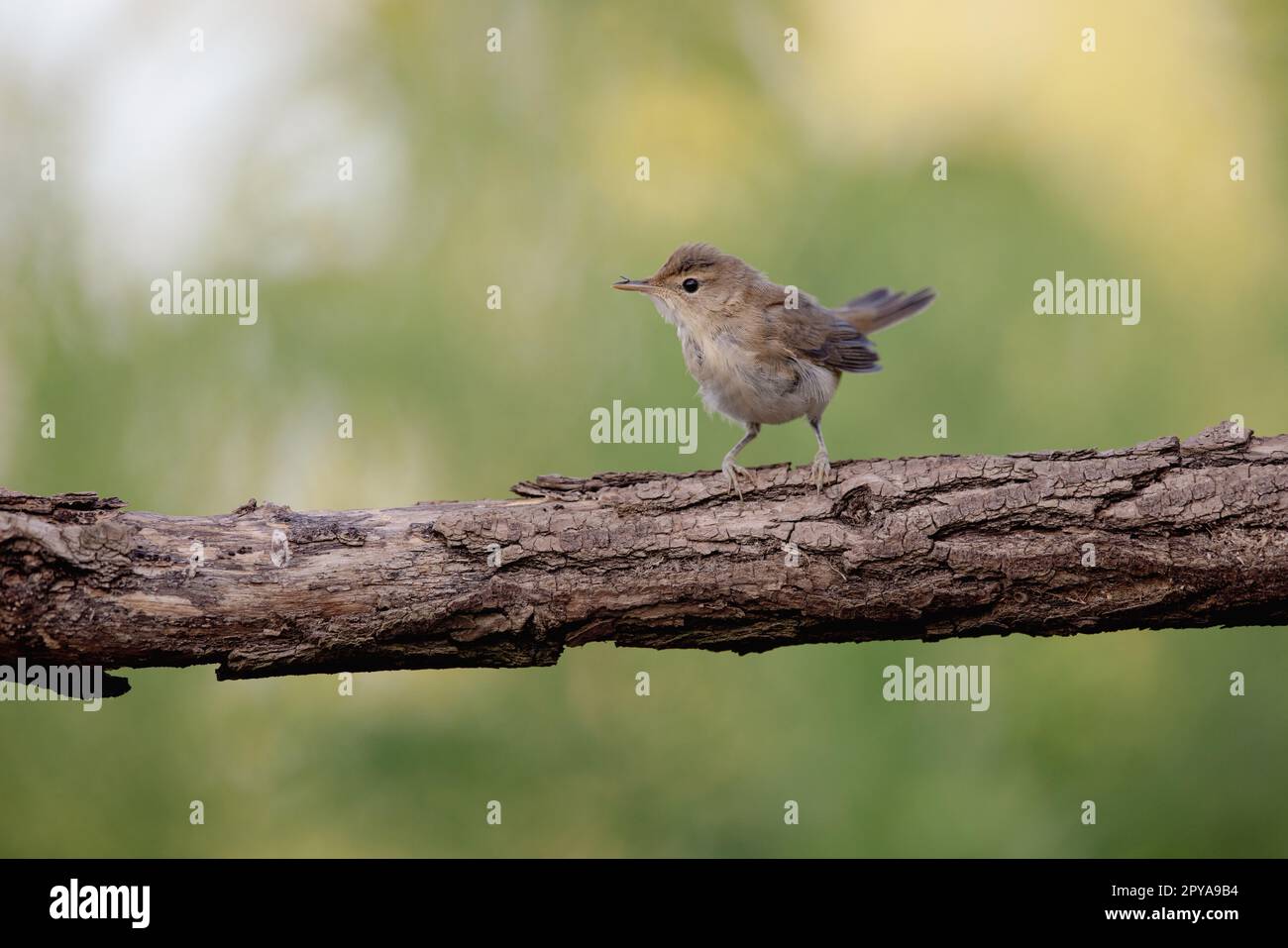 Great reed warbler, Acrocephalus arundinaceus. a beautiful bird on a ...