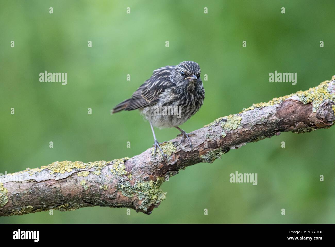 Young Common Redstart, Phoenicurus phoenicurus. a beautiful bird in the ...