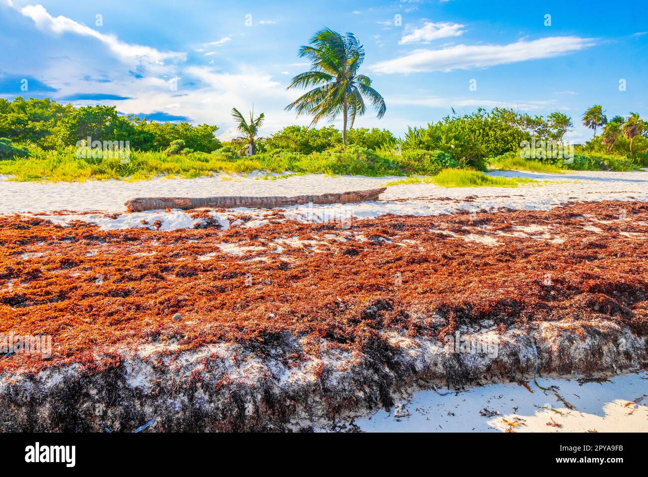 Tropical mexican beach water seaweed sargazo Playa del Carmen Mexico ...
