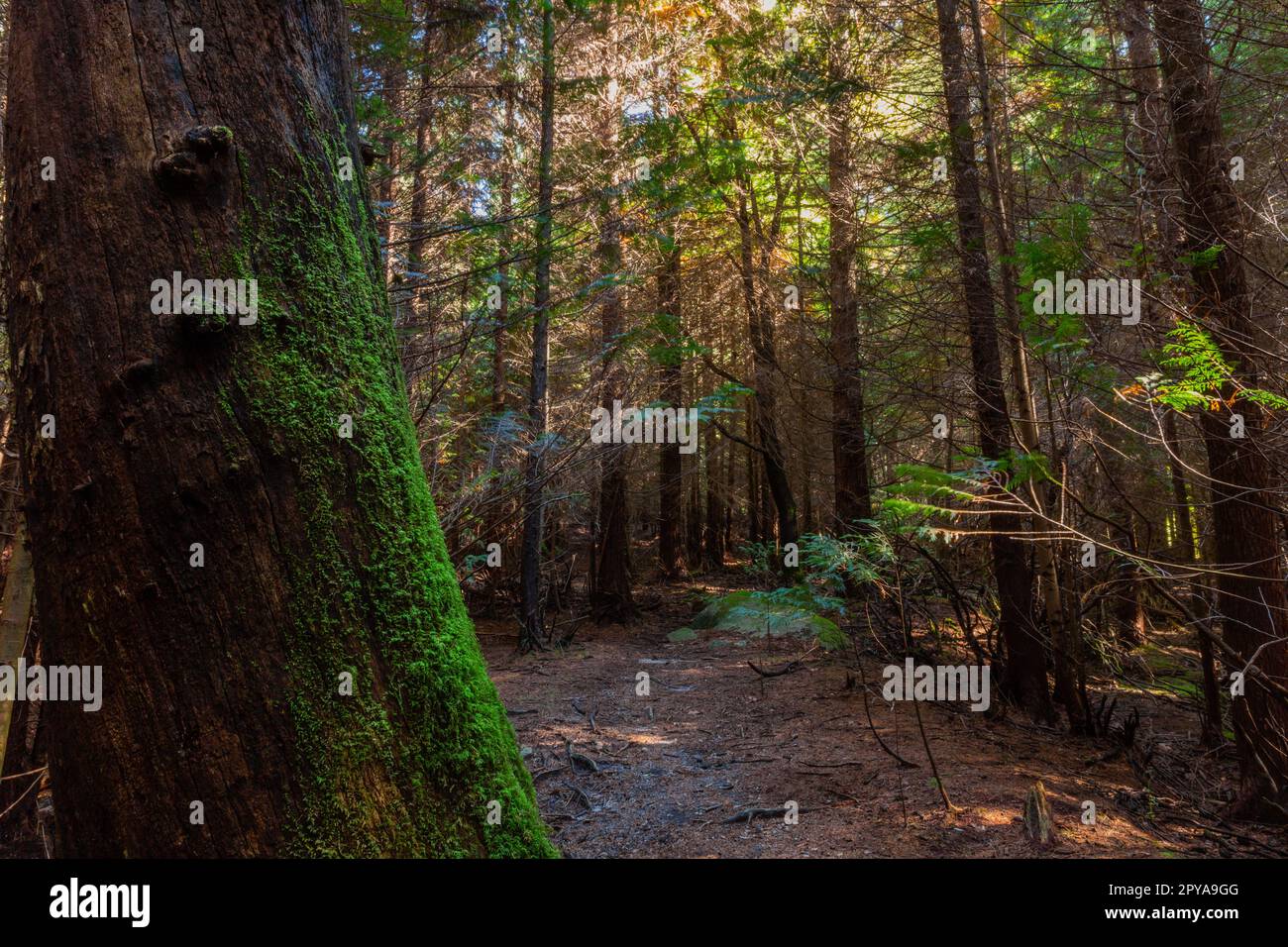 the woods at Geres Stock Photo - Alamy