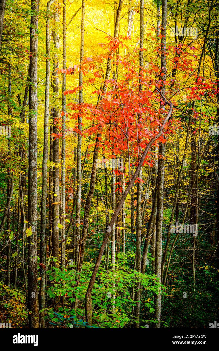 Pisgah national forest fall hi-res stock photography and images - Alamy