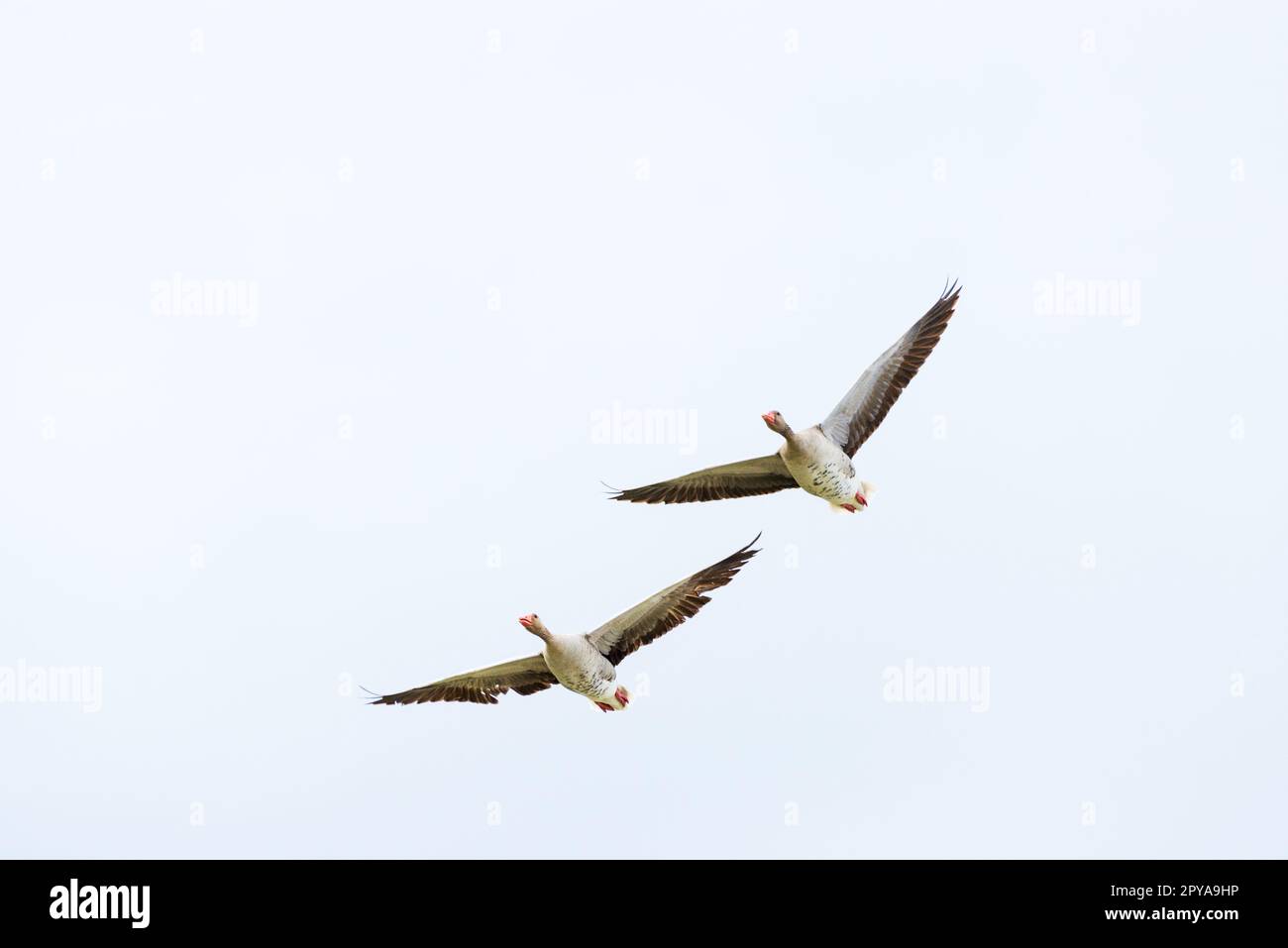 Two geese flying in the sky Stock Photo - Alamy